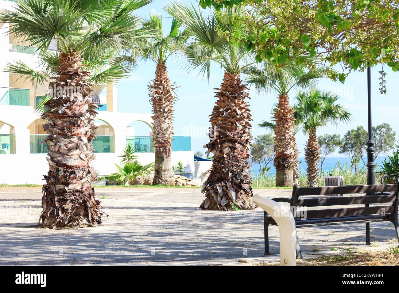 Big palm trees on hi-res stock photography and images - Alamy