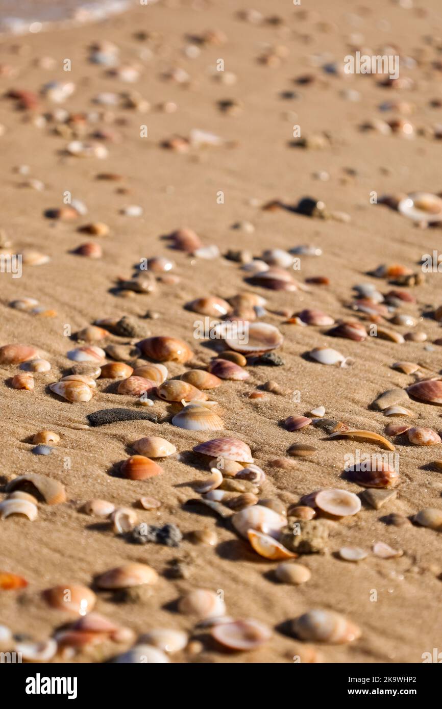 Detailed seashells hi-res stock photography and images - Alamy