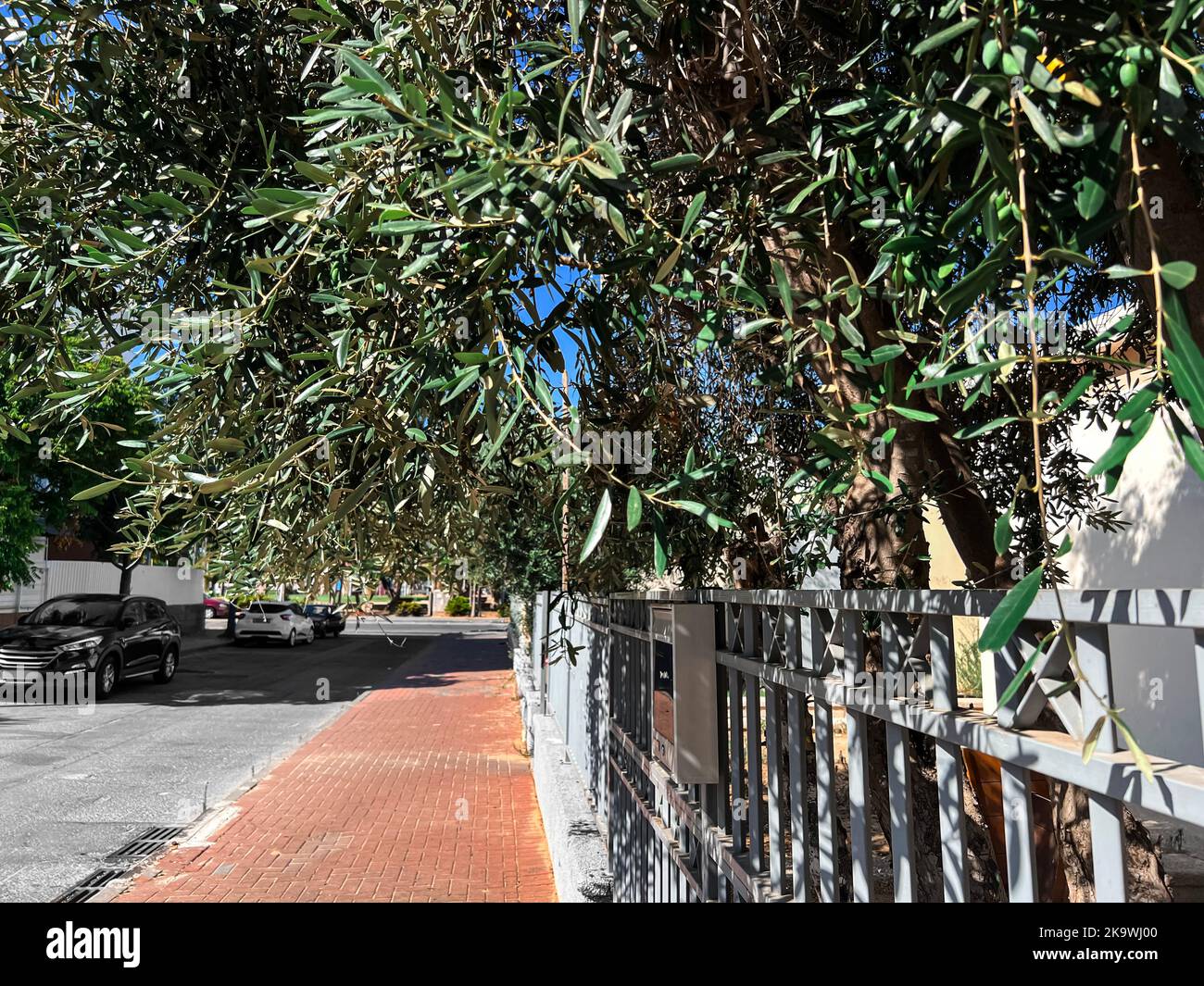 View of olive trees behind fence on street Stock Photo - Alamy