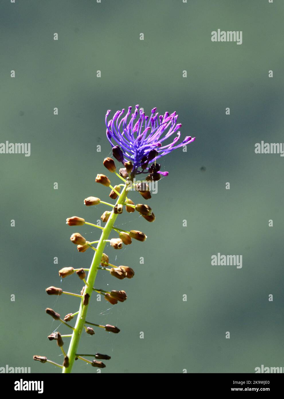 Tassel Hyacinth Leopoldia comosa in Picos mountains, northern Spain ...