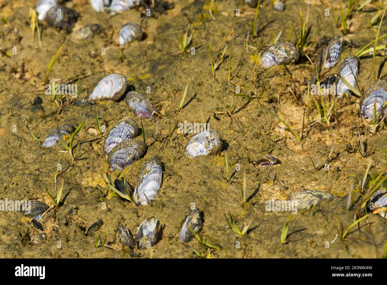 An exposed mussel bed at low tide within a nature preserve on Martha's ...