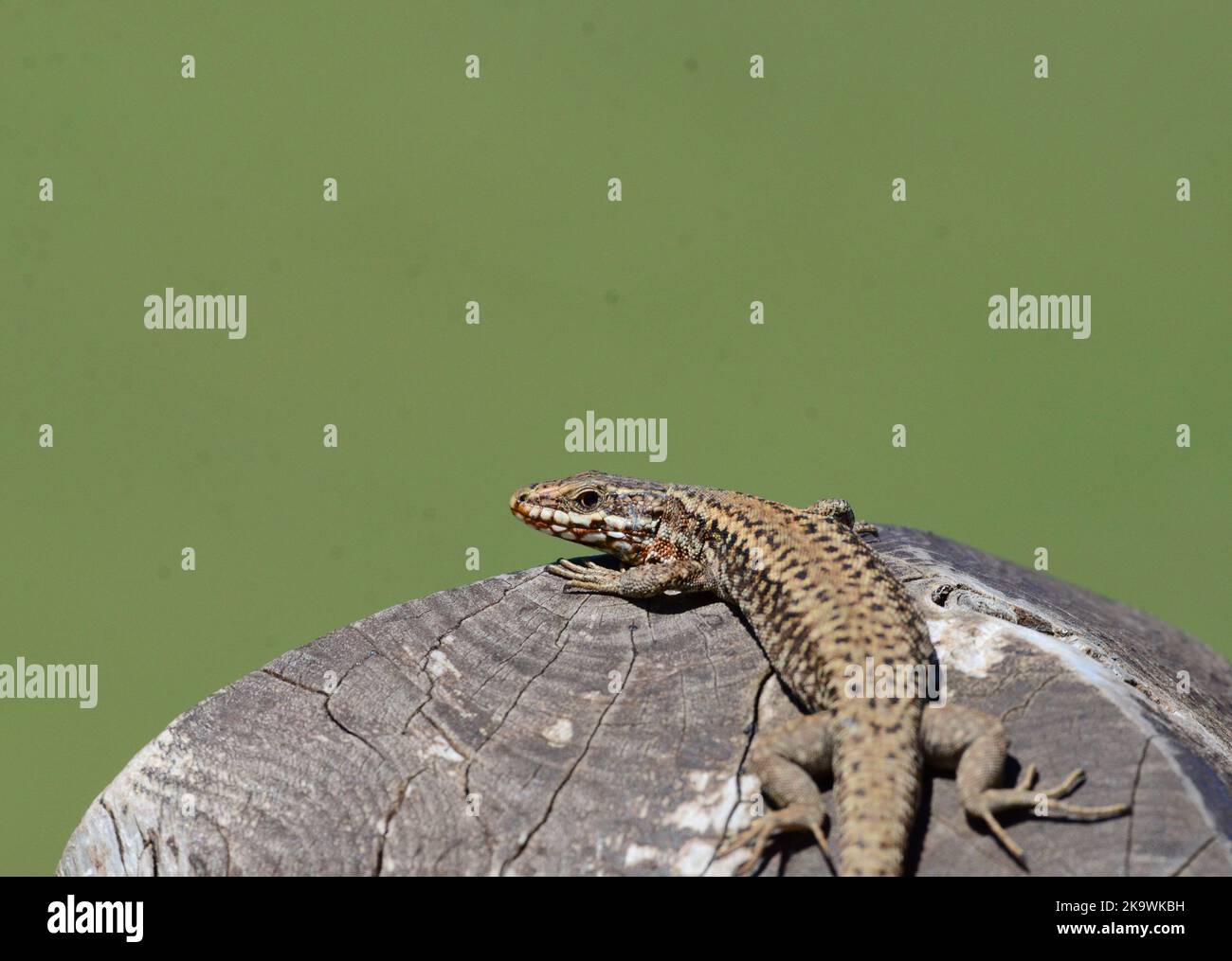 Common Wall Lizard Podarcis hispanicus basking, Spain Stock Photo - Alamy