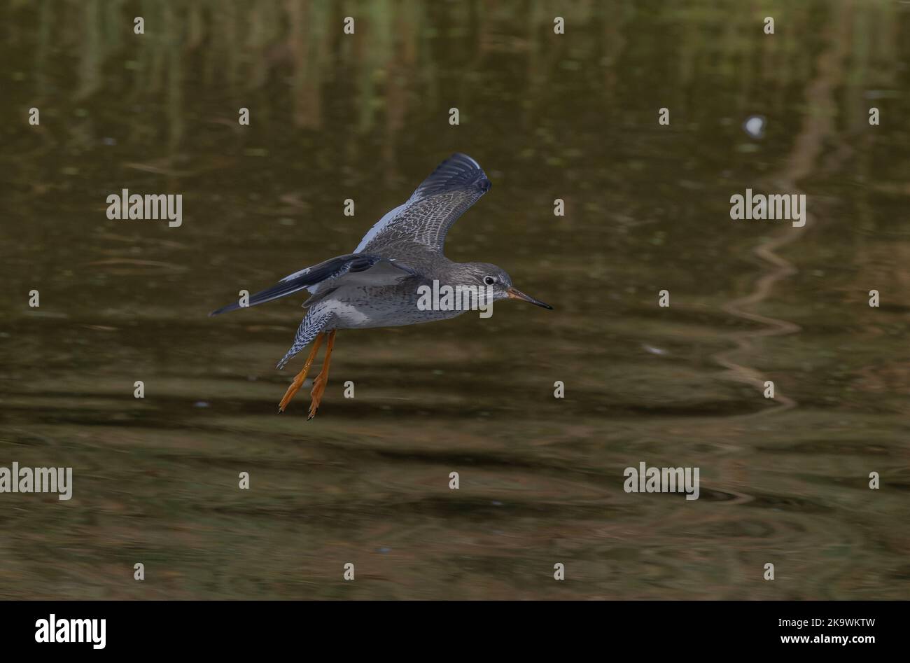 Common redshank, Tringa totanus, in flight, autumn Stock Photo - Alamy