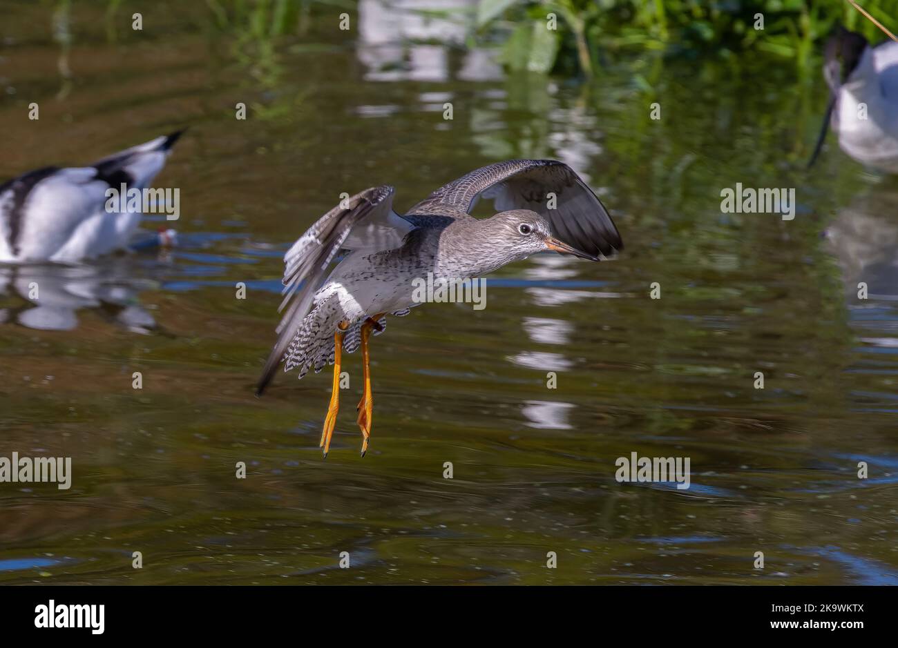 Common redshank, Tringa totanus, in flight, autumn Stock Photo - Alamy