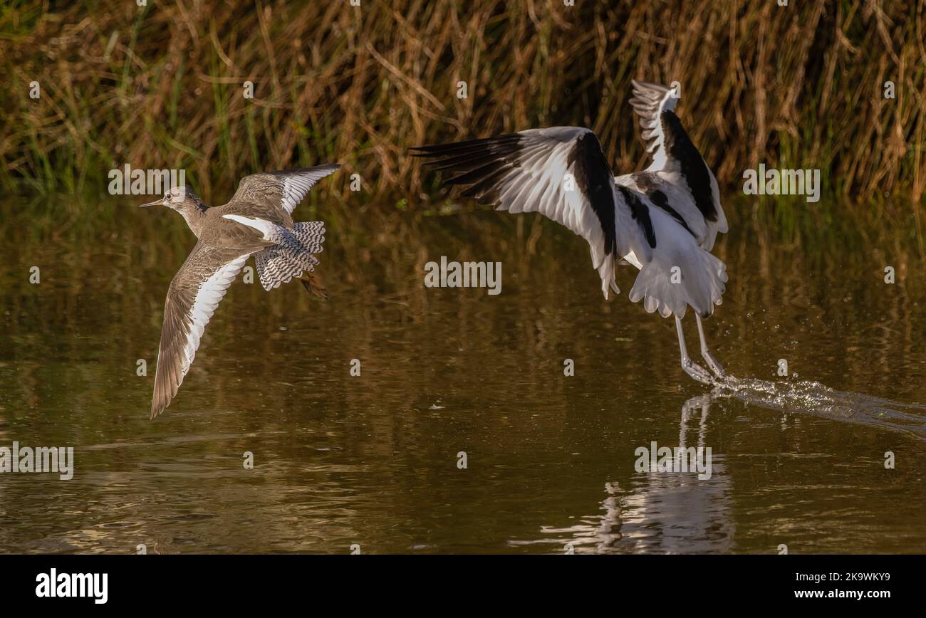 Common redshank, Tringa totanus, (and Avocet) in flight, autumn Stock ...