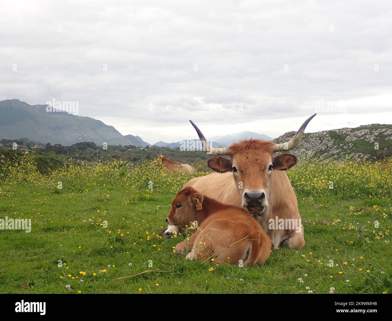 Image of cows and calves in Spain, Picos Mountain range Stock Photo - Alamy