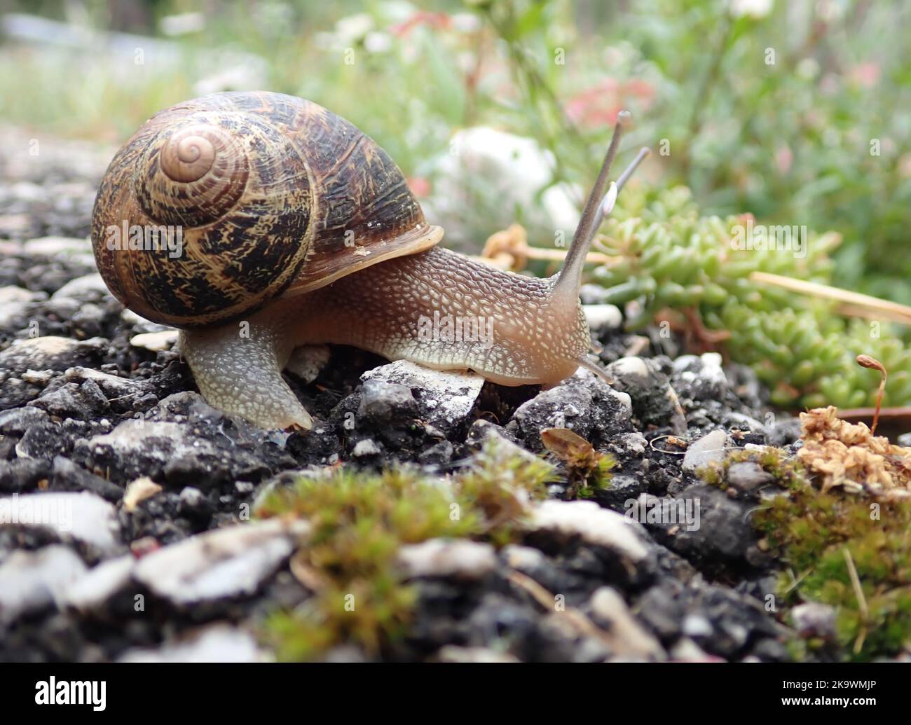 Helix snail close up on gravel Stock Photo - Alamy