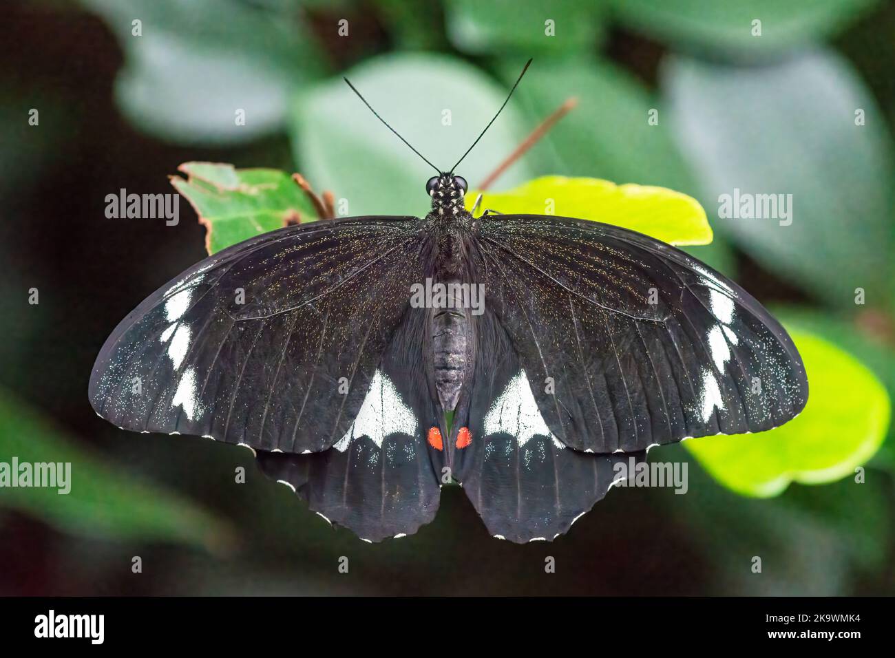 Orchard swallowtail butterfly macro closeup Stock Photo - Alamy