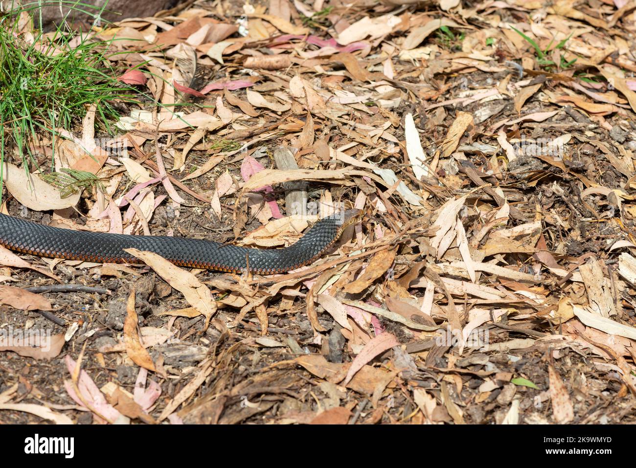 Red-bellied black snake into it's natural habitat Stock Photo - Alamy