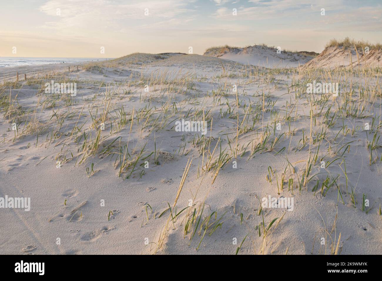 Primary dunes are formed when wind and water driven sand is trapped by ...
