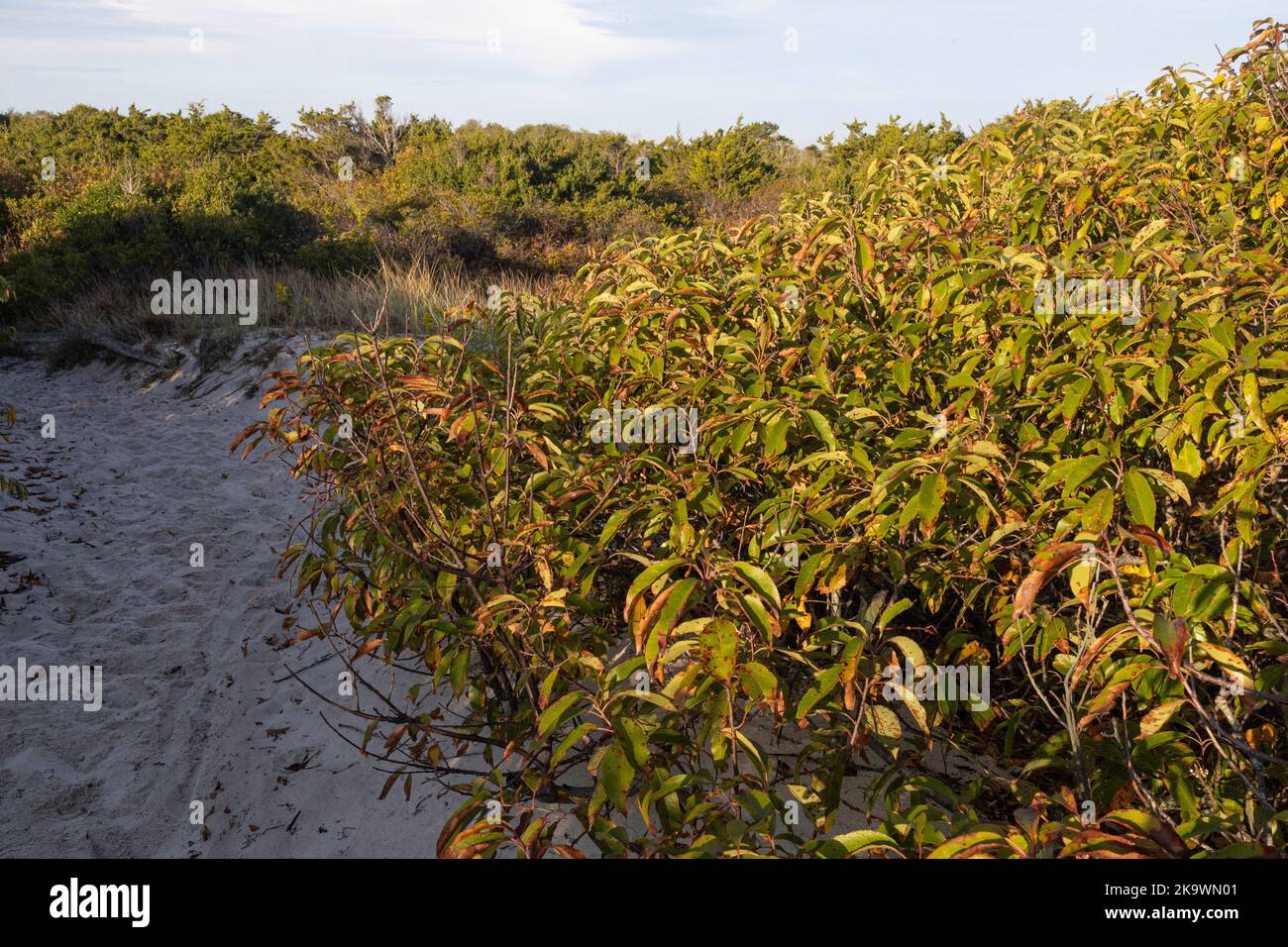 Black cherry grows as a salt-stunted shrub at the outer limit of its ...