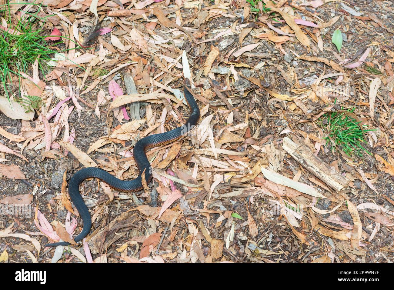 Red-bellied black snake into it's natural habitat Stock Photo - Alamy