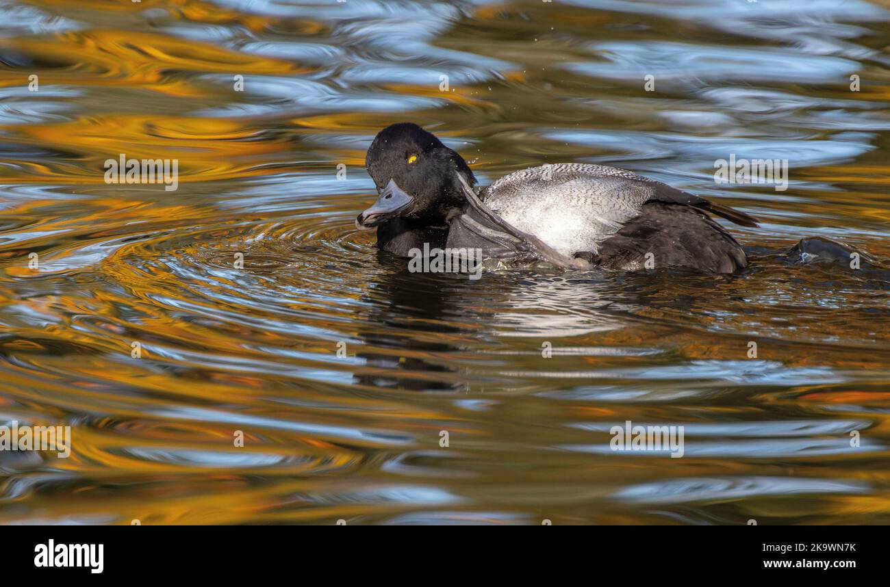 Scaup autumn hi-res stock photography and images - Alamy