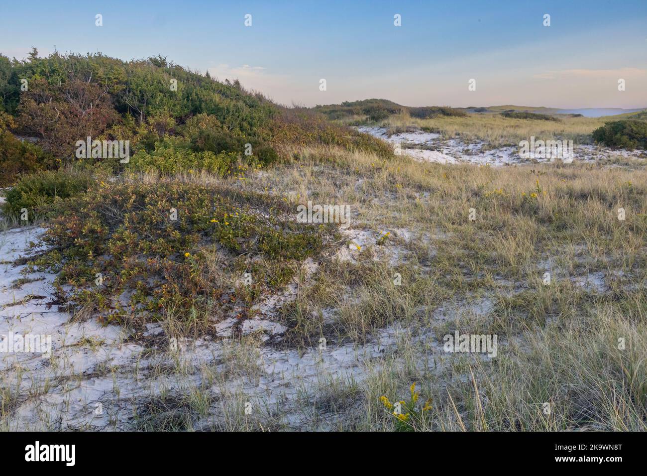 Mixed dune grasslands form where wind and salt spray prevent the ...