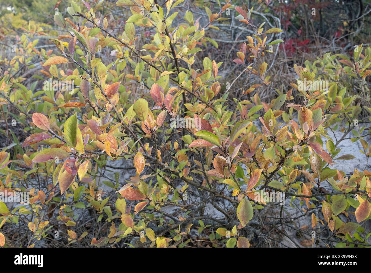 Beach plum leaves changing in autumn - Prunus maritima Stock Photo - Alamy