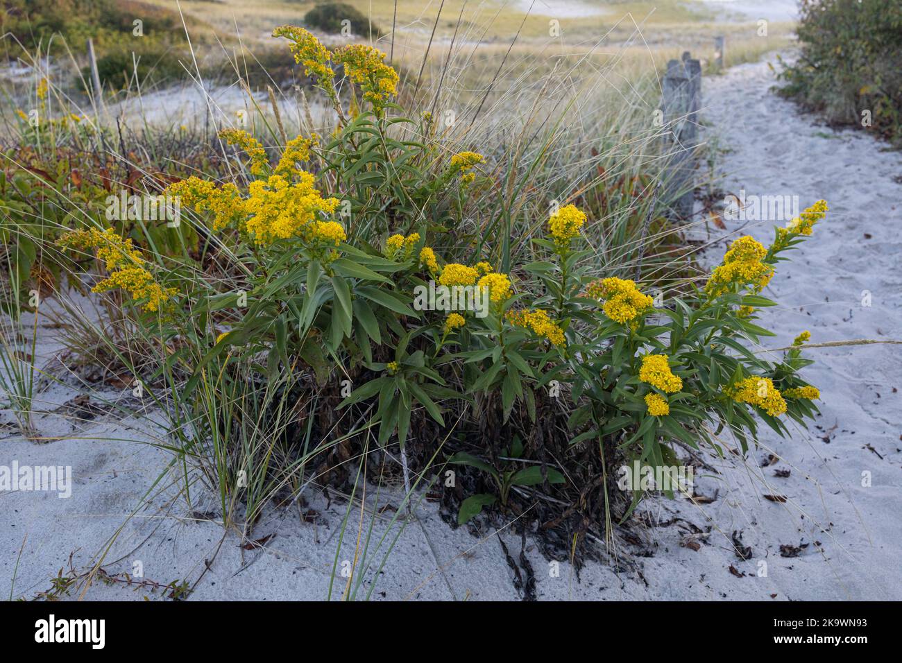 Seaside goldenrod hi-res stock photography and images - Alamy