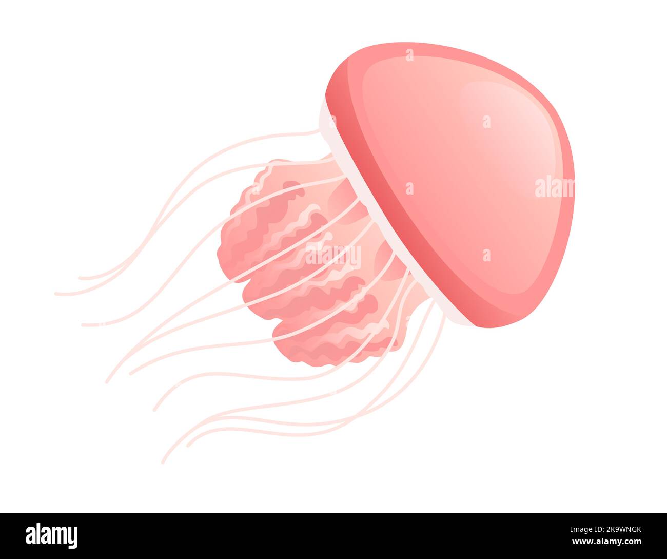 Jellyfish medusa underwater animal red color vector illustration ...
