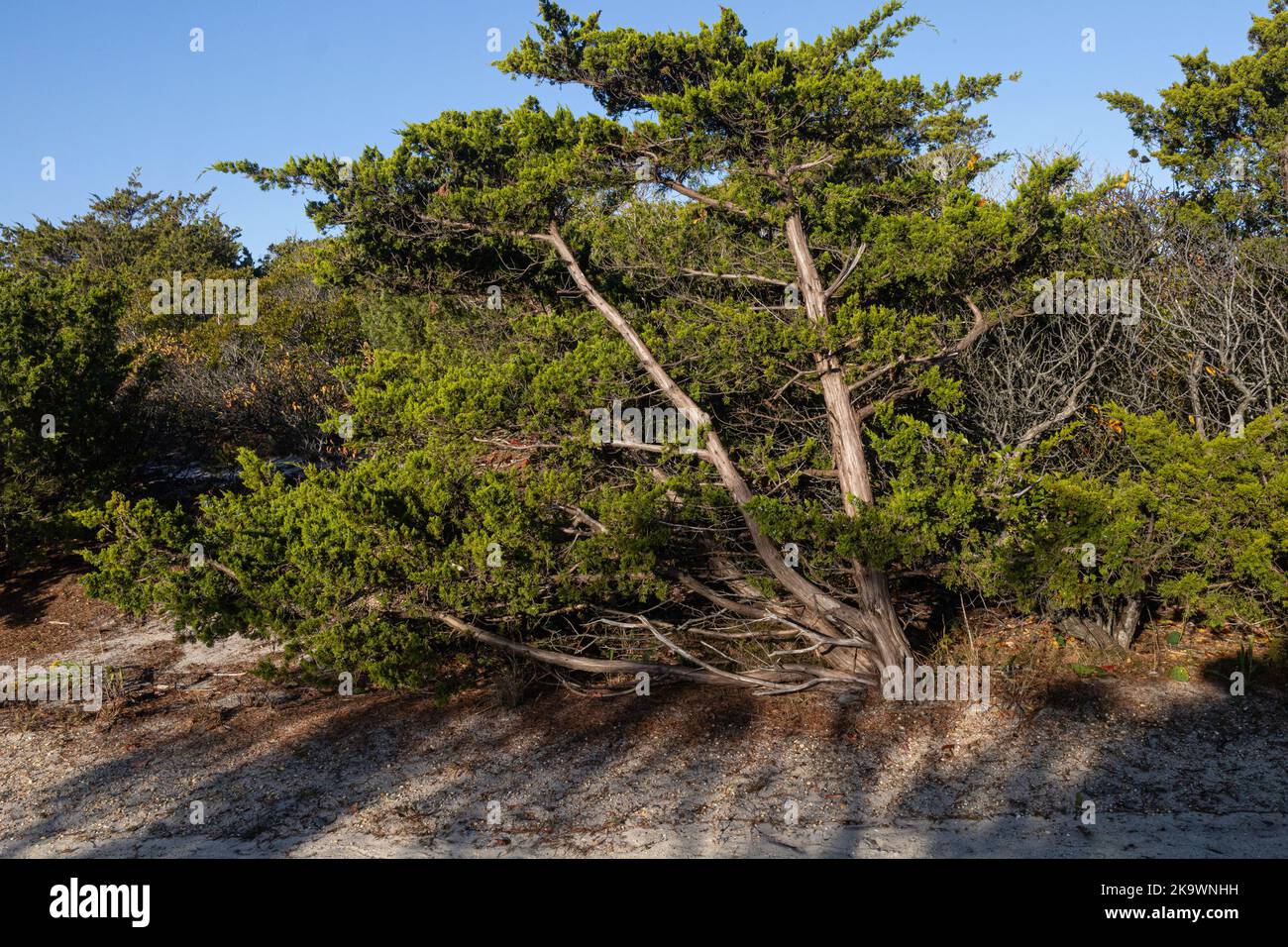 Eastern Red Cedar is an important tree in mid-atlantic coastal ...