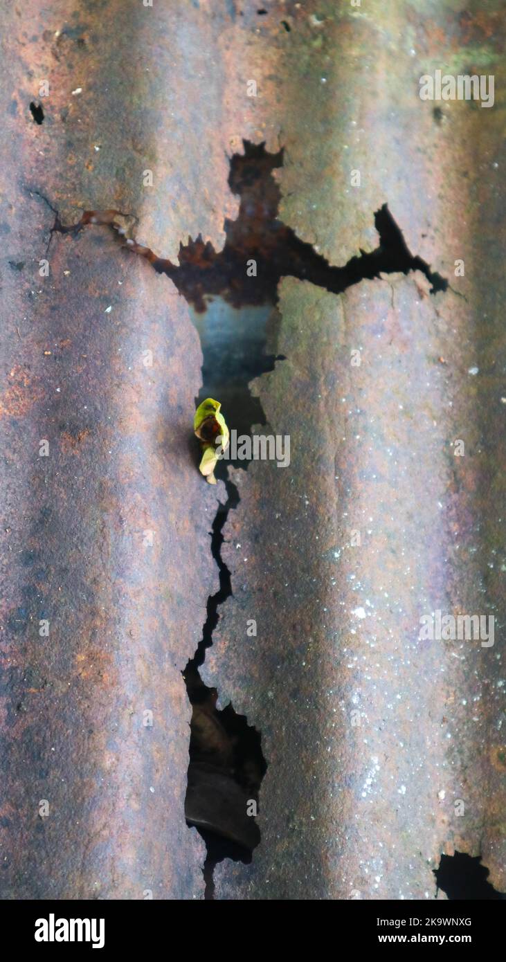 rusty tin roof as background Stock Photo - Alamy