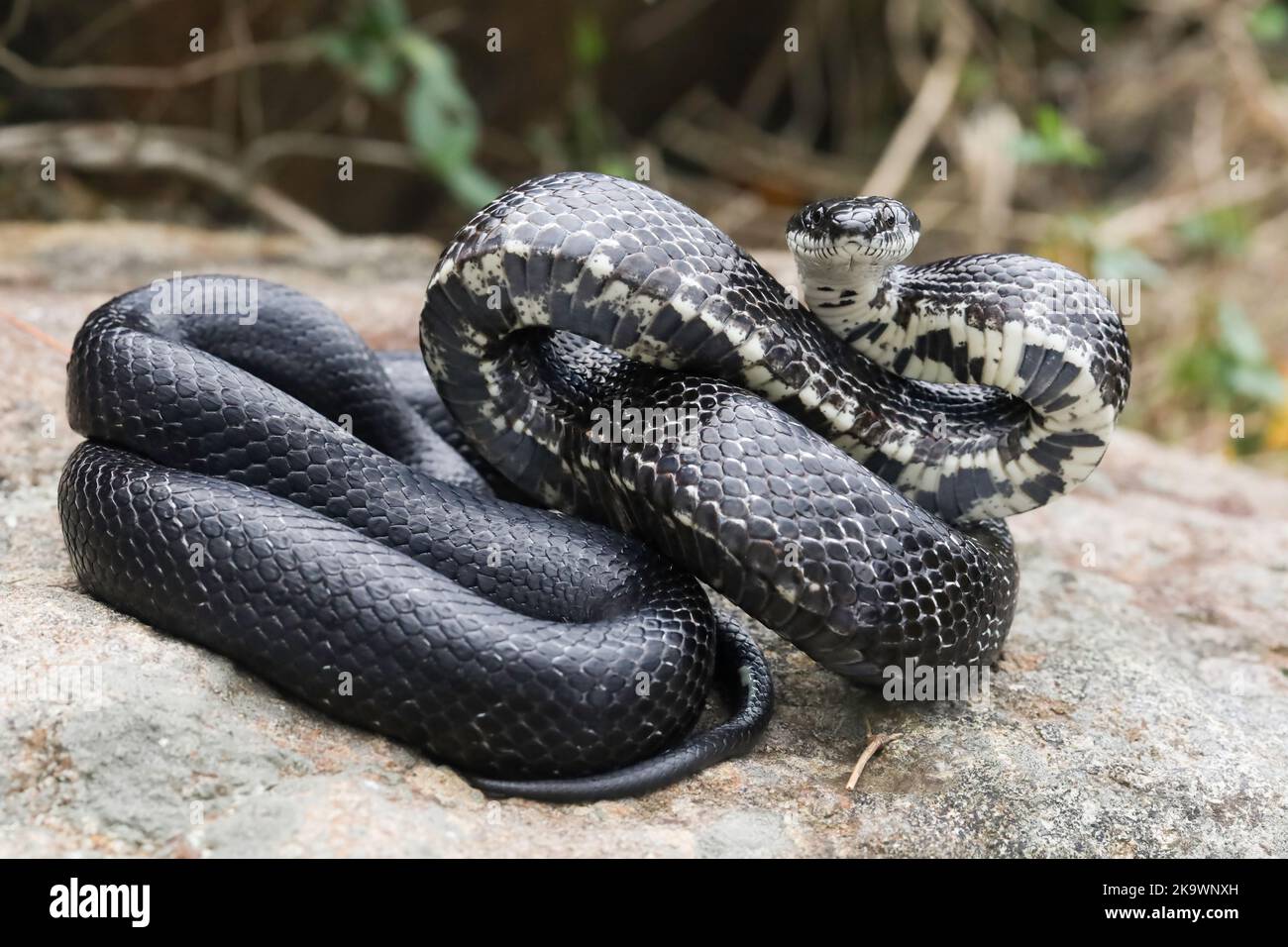 Eastern black ratsnake in a defensive posture - Pantherophis ...