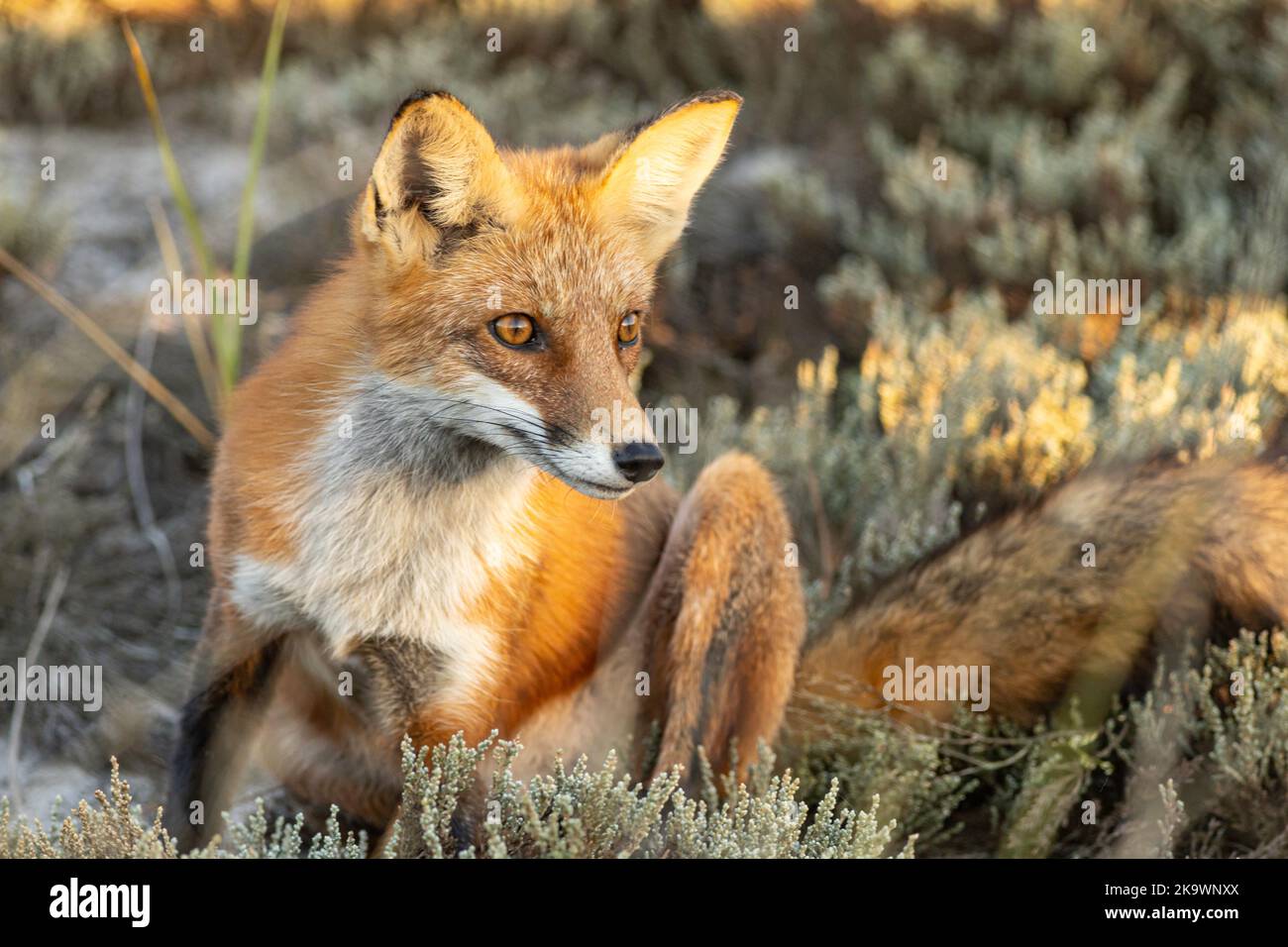 Red Fox at Island Beach State Park - Vulpes vulpes Stock Photo - Alamy