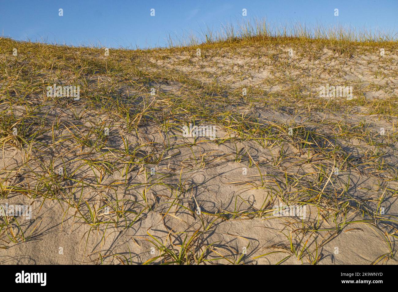 Mixed dune grasslands form where wind and salt spray prevent the ...