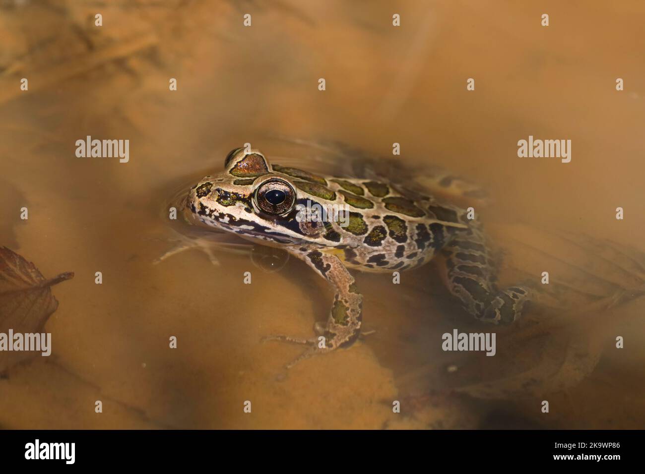 Pickerel frog submerged in a muddy puddle on a dirt path - Lithobates ...