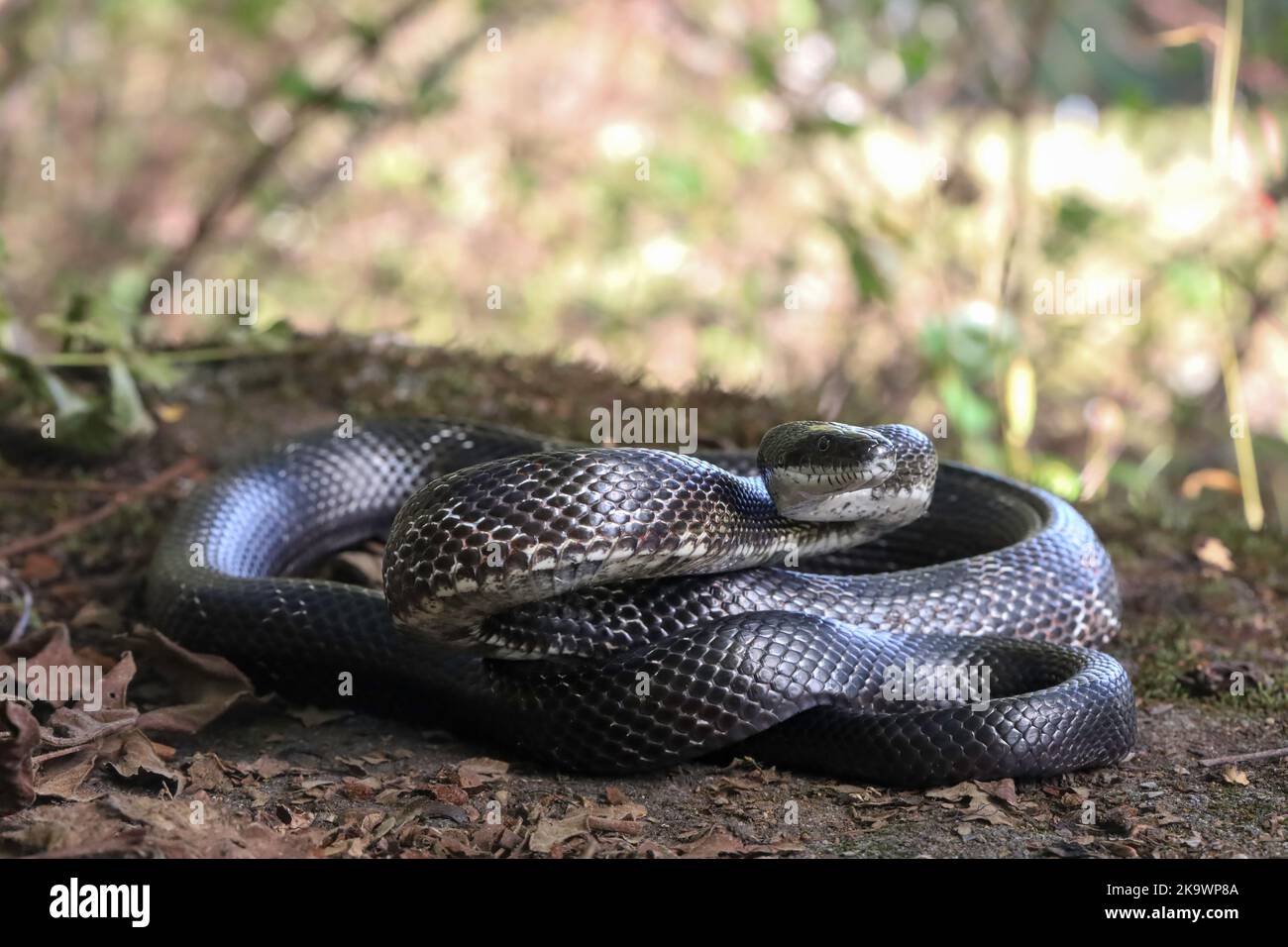 Eastern black ratsnake - Pantherophis alleghaniensis Stock Photo - Alamy