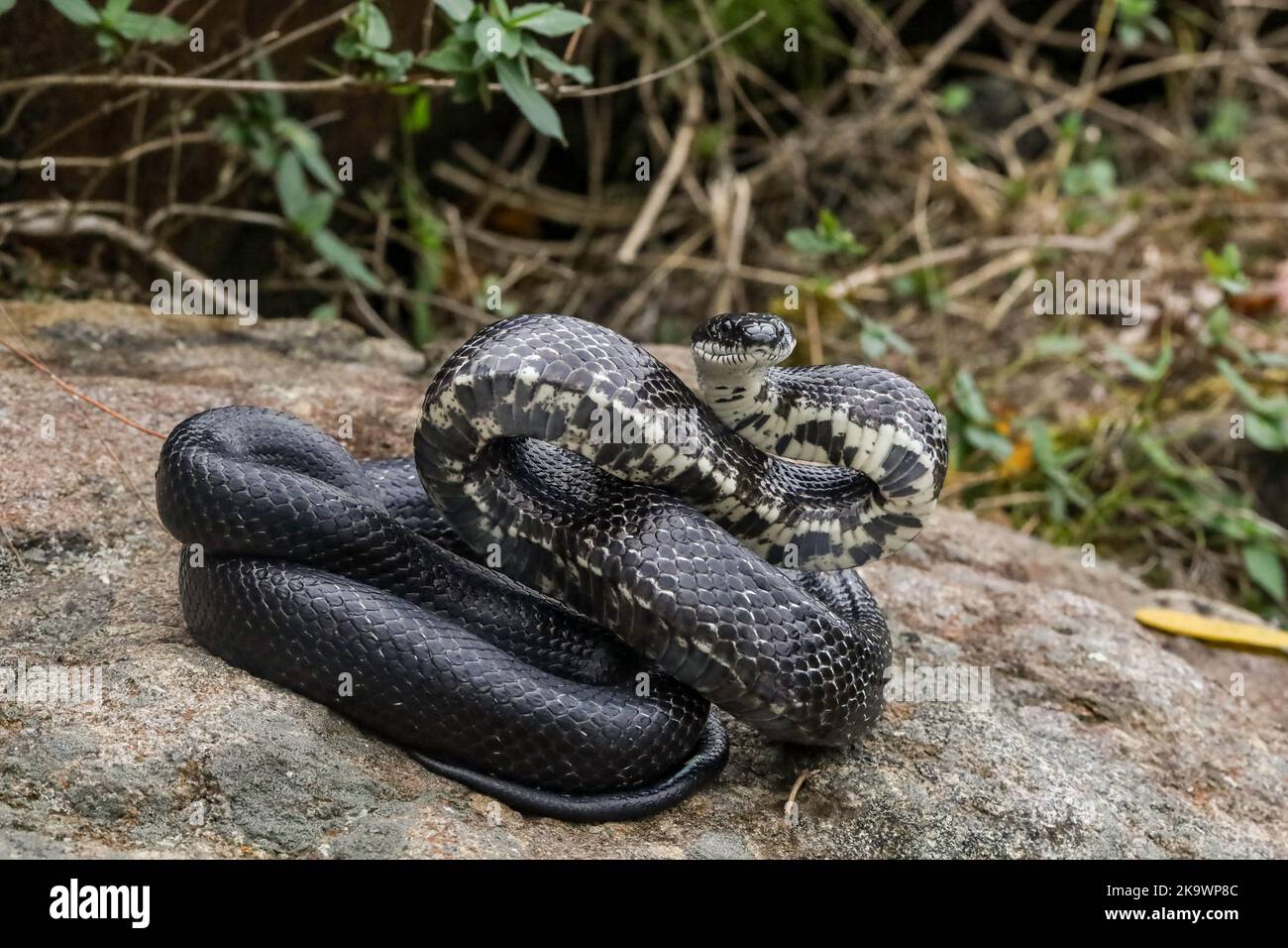 Eastern black ratsnake in a defensive posture - Pantherophis ...