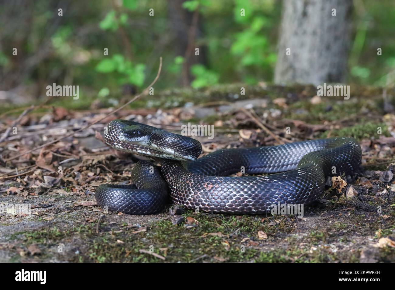 Eastern black ratsnake - Pantherophis alleghaniensis Stock Photo - Alamy