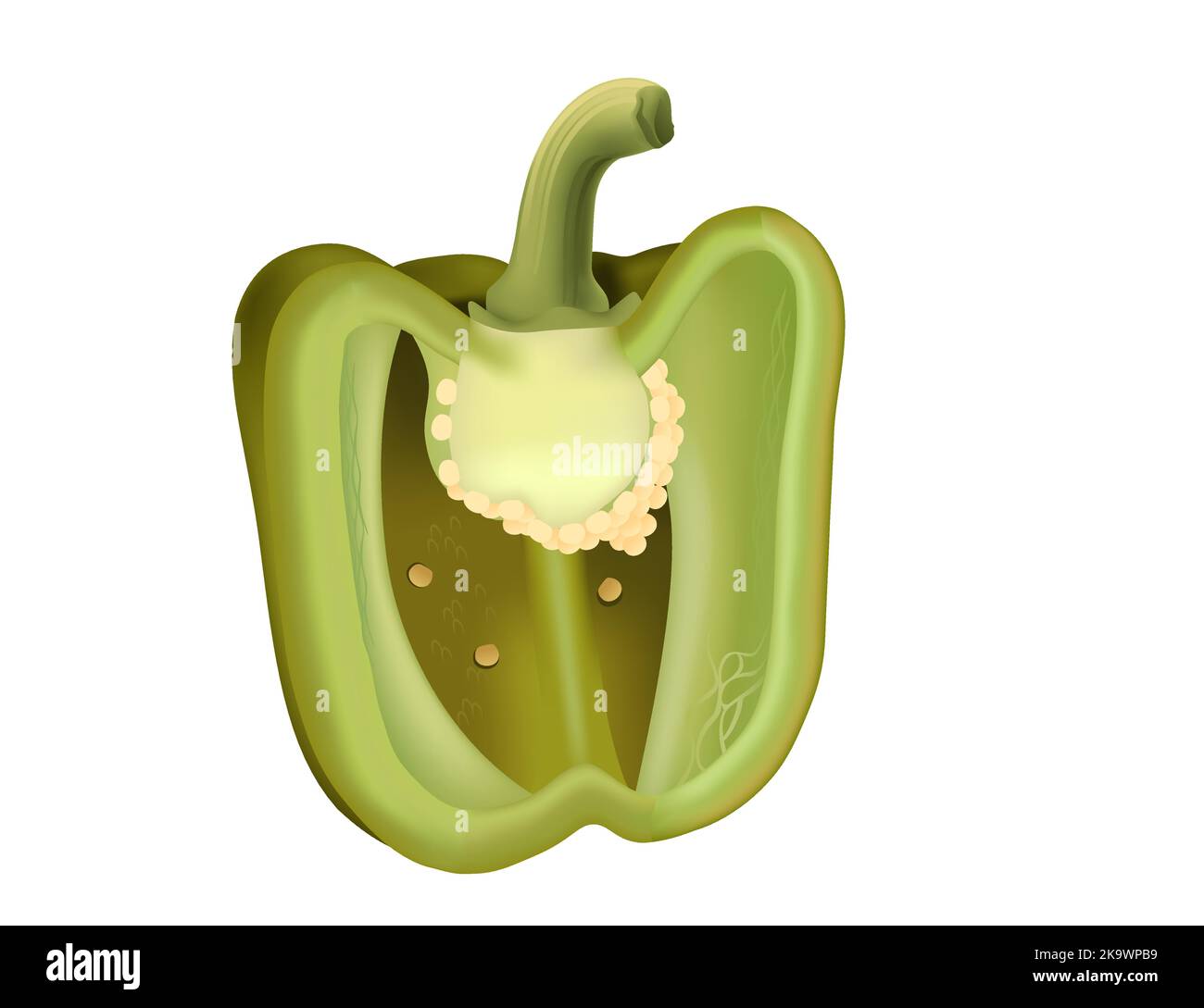Green half of bell pepper healthy fresh vegetable vector illustration ...