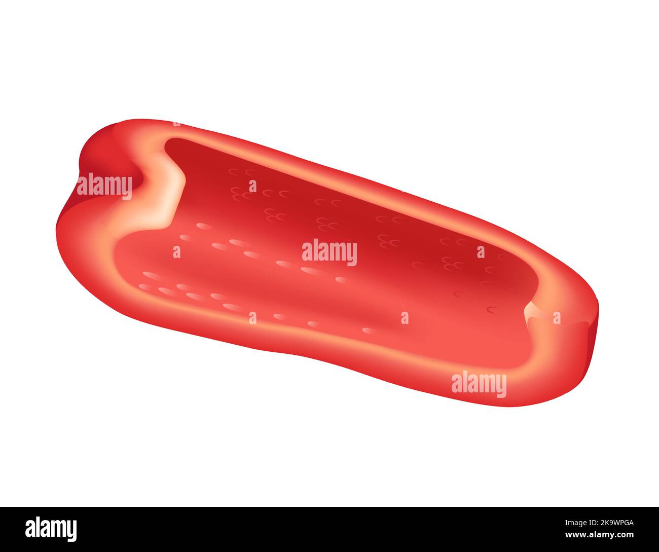 Red slice of bell pepper healthy fresh vegetable vector illustration ...