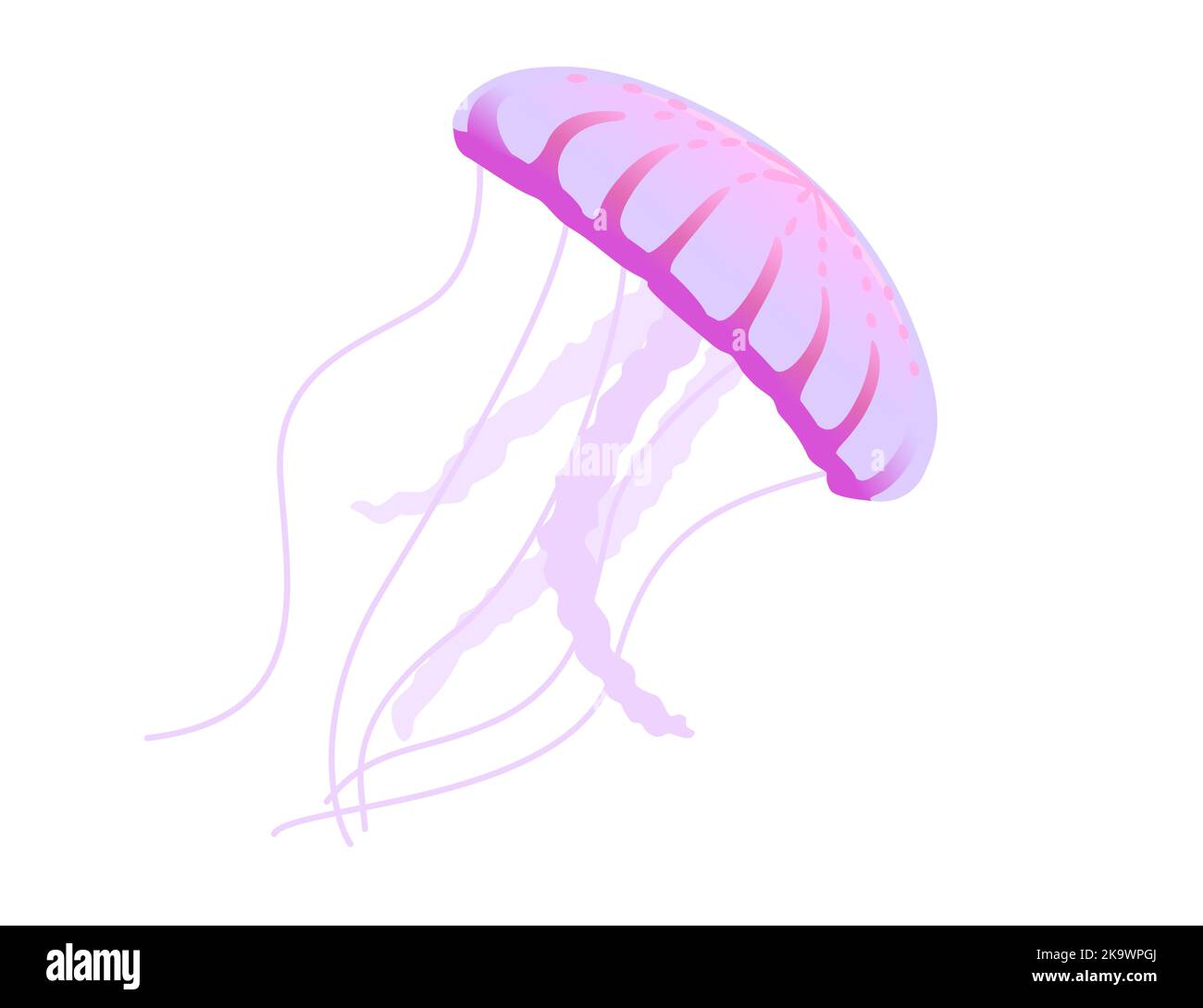 Jellyfish medusa underwater animal purple color vector illustration isolated on white background ...