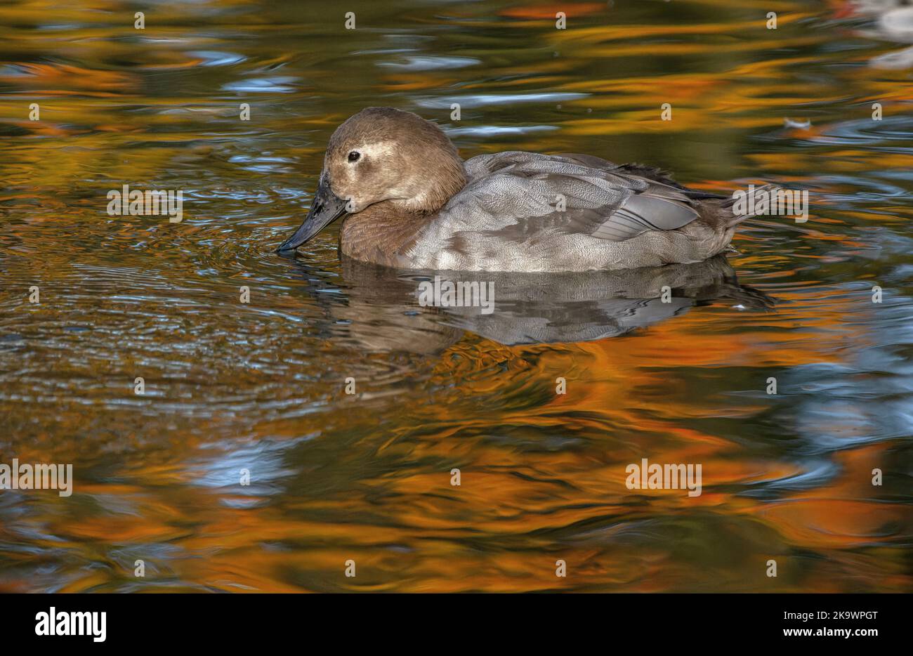 Female Canvasback, Aythya valisineria, swimming and feeding on lake in ...