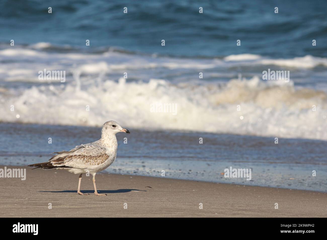 First winter ring-billed gull - Larus delawarensis Stock Photo - Alamy