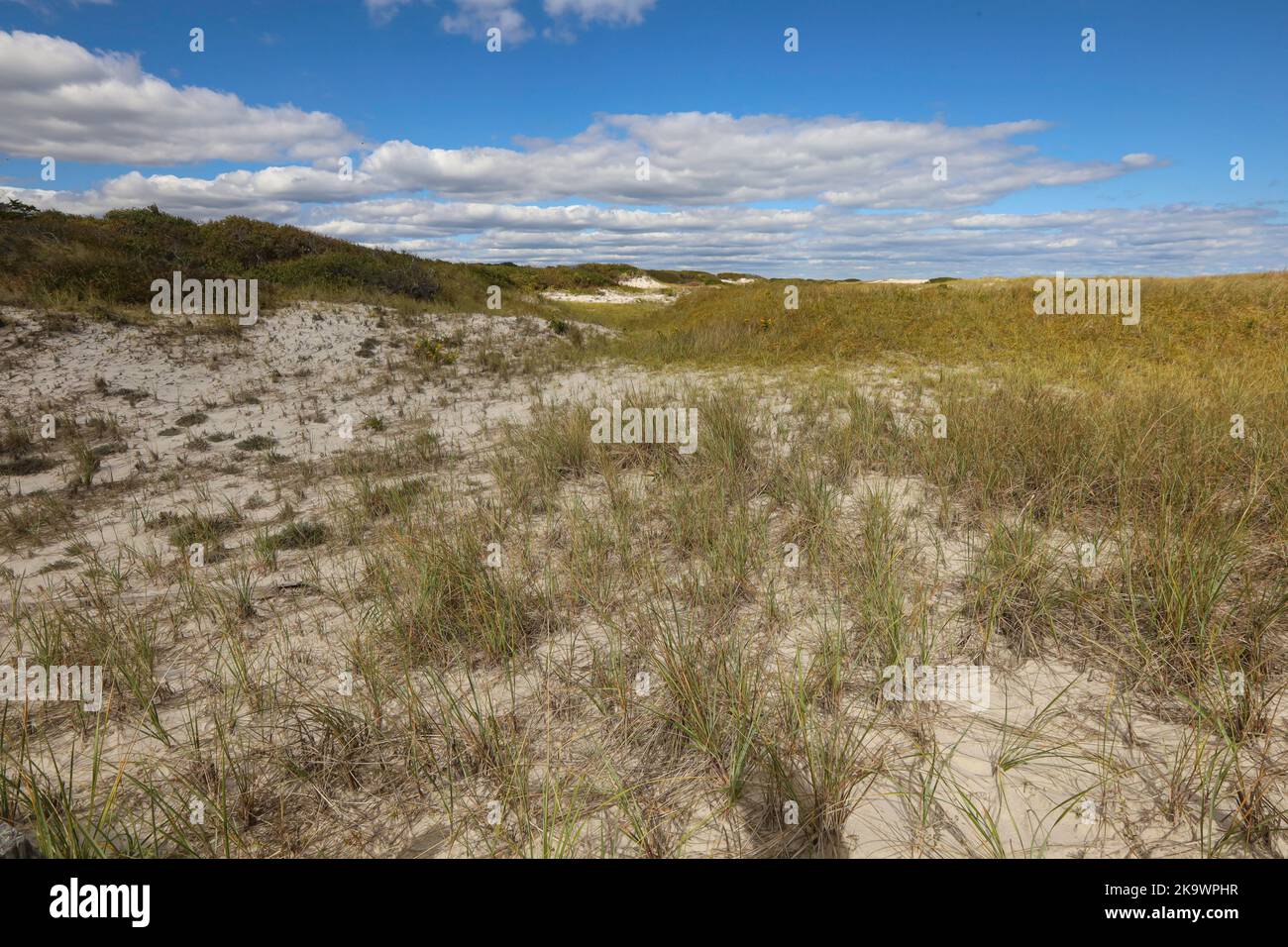 Mixed dune grasslands form where wind and salt spray prevent the ...