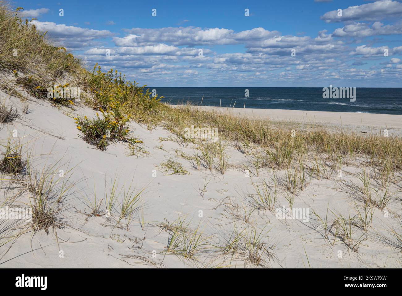 Primary dunes are formed when wind and water driven sand is trapped by ...