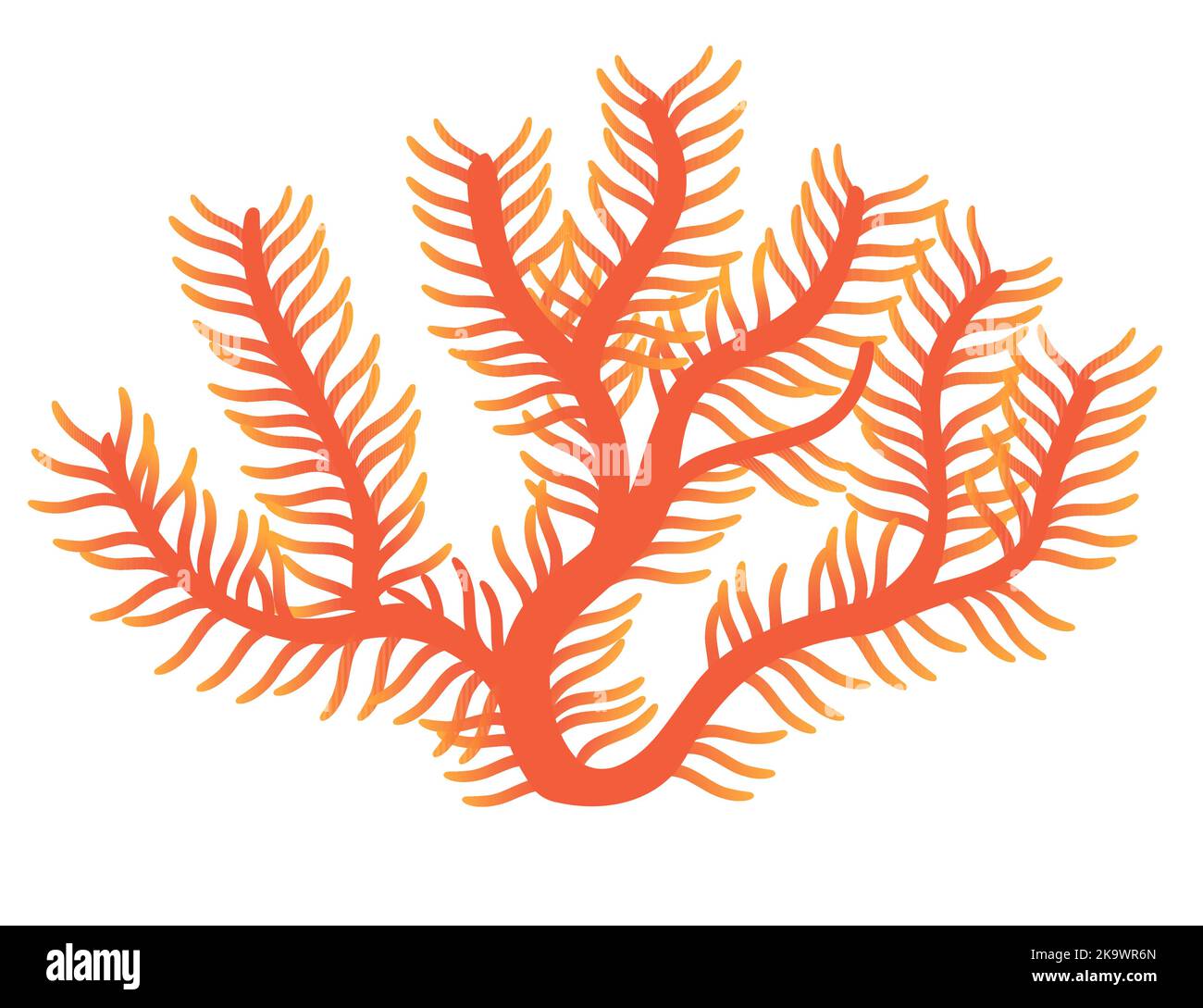 Orange Coral Clipart