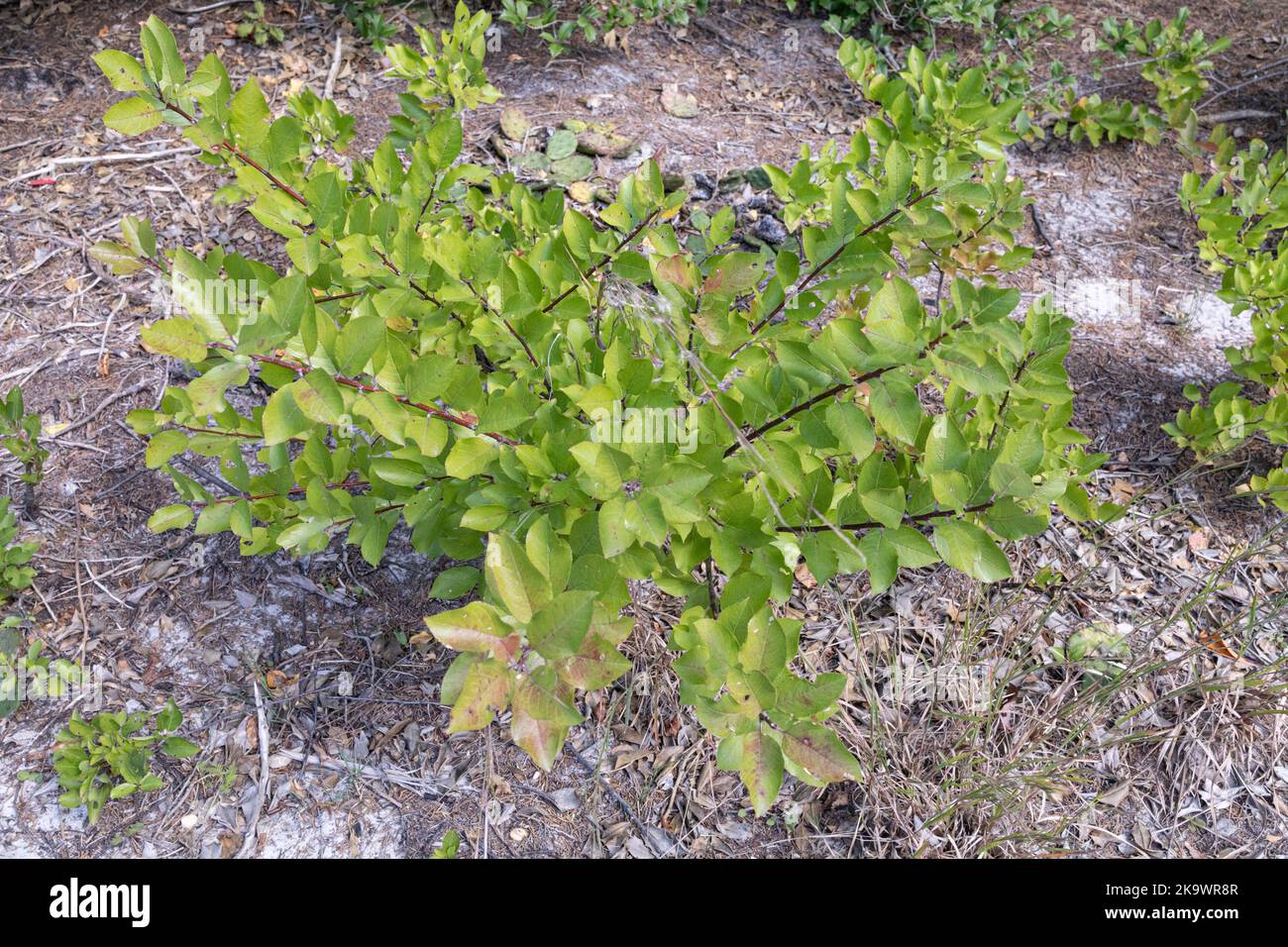 Beach plum - Prunus maritima Stock Photo - Alamy