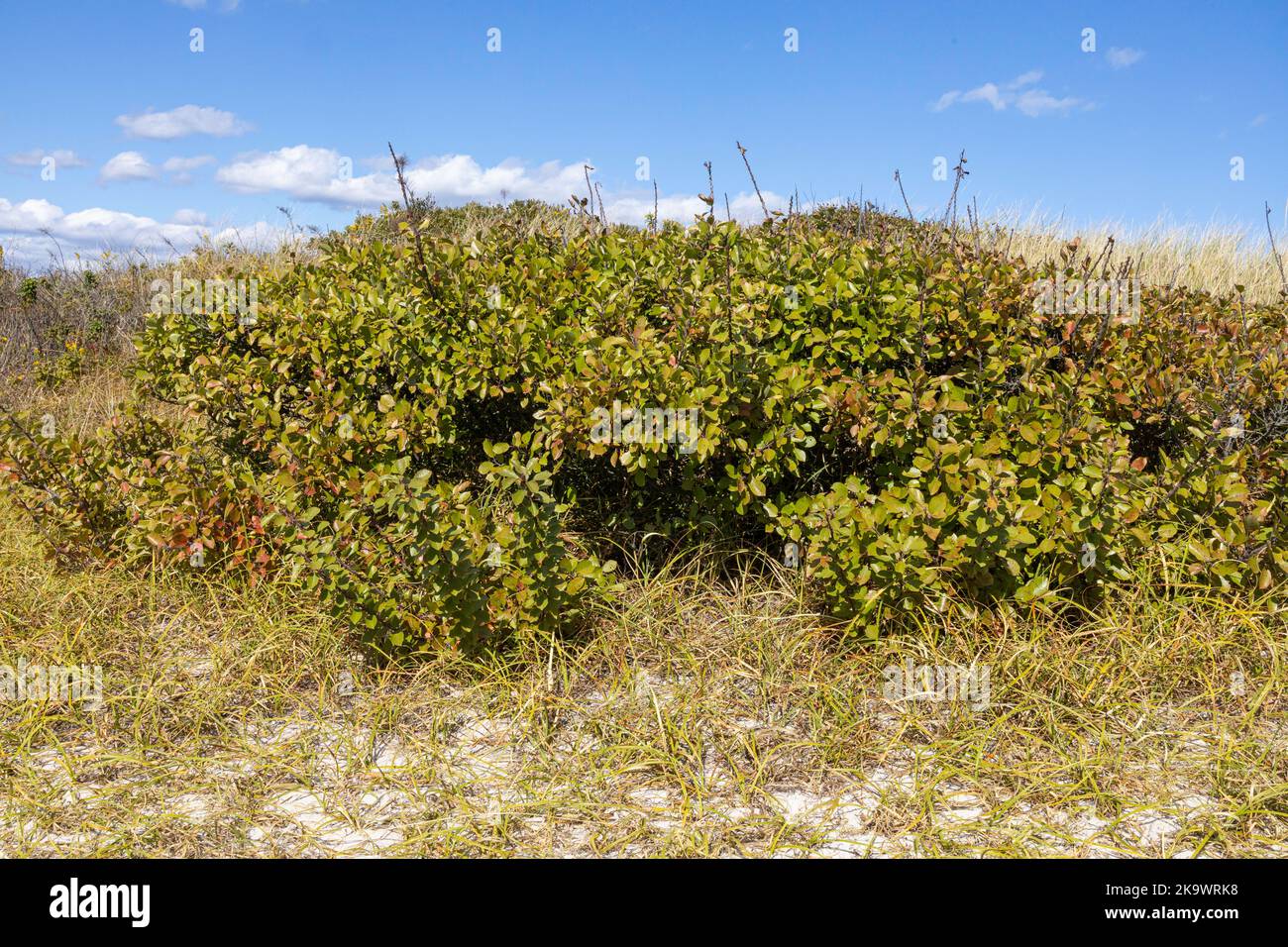 Beach plum as the first pioneering shrub growing as the first in a ...
