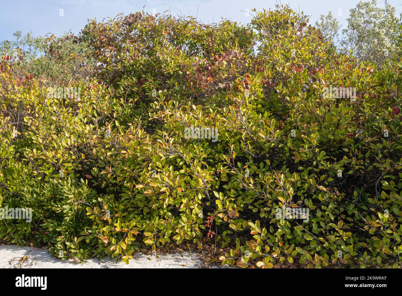 Beach plum can dominate the understory of Black cherry dune shrublands ...