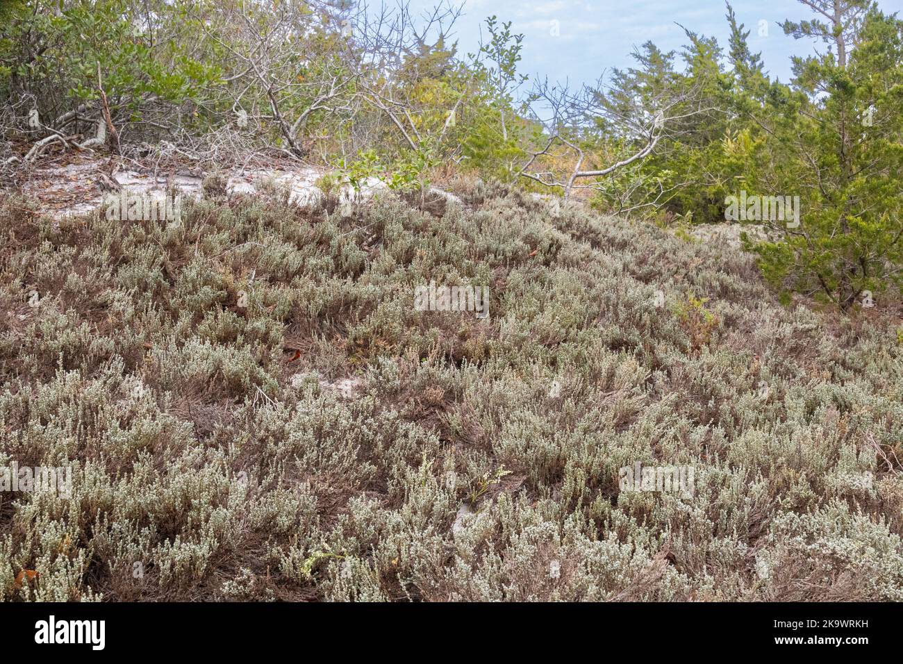 Beach Heather Dwarf Shrubland; Hudsonia tomentosa forms a continuous ...