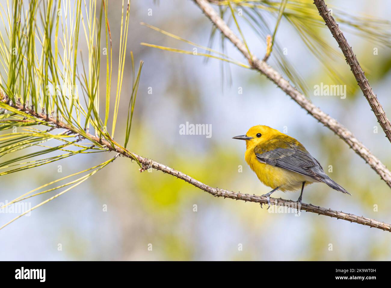 Prothonotary warbler - Protonotaria citrea Stock Photo - Alamy