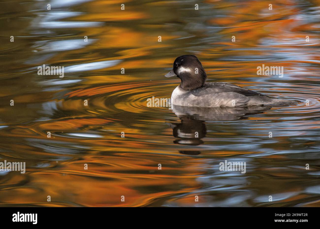 Female Bufflehead, Bucephala albeola, swimming and feeding on lake in ...