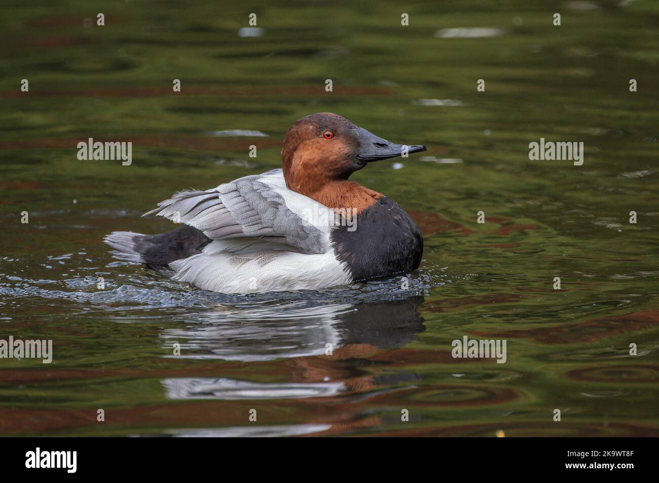 Male Canvasback, Aythya valisineria, swimming and feeding on lake in ...