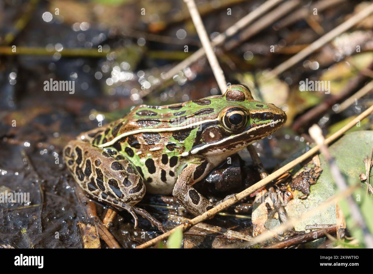 Southern Leopard Frog - Lithobates sphenocephalus Stock Photo - Alamy