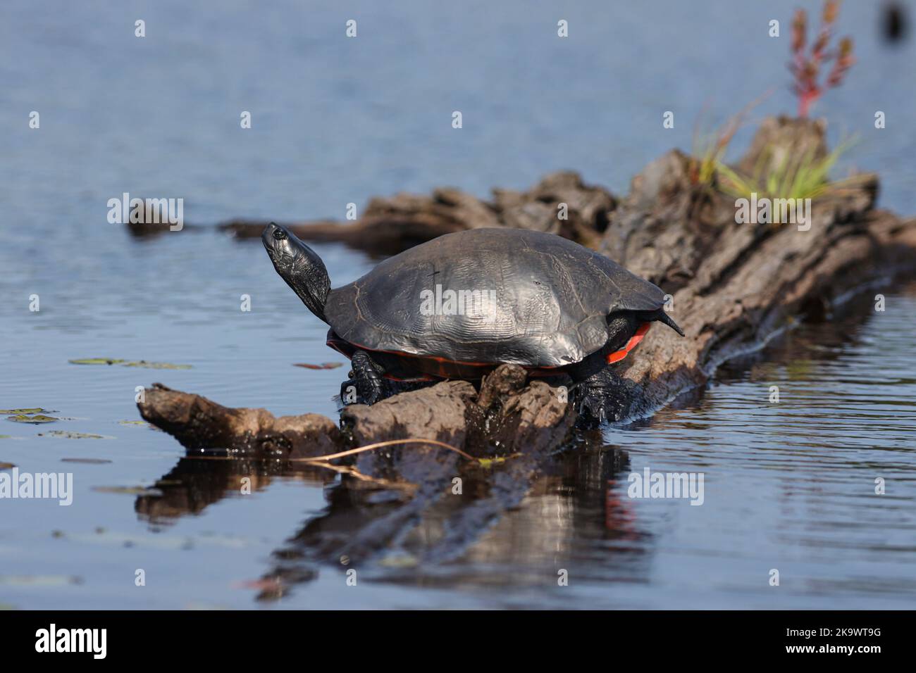 Red bellied turtle sunbathing hi-res stock photography and images - Alamy