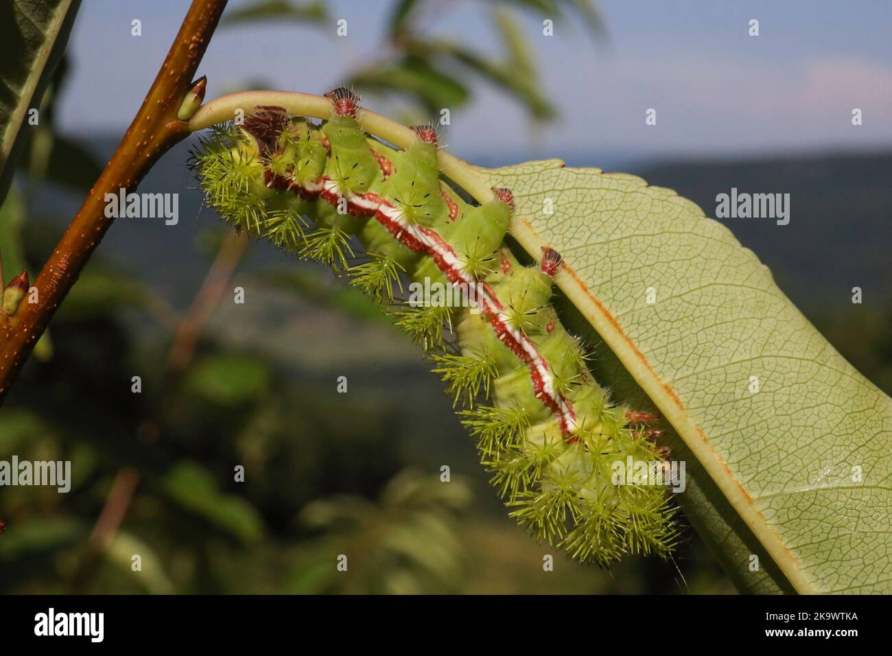 Io moth caterpillar - Automeris io Stock Photo - Alamy