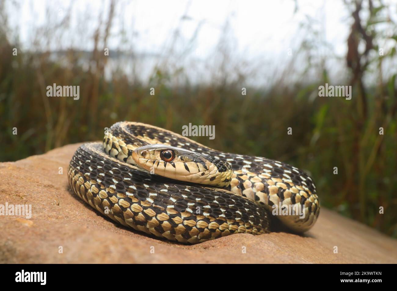 Garter snake coiled on a rock - Thamnophis sirtalis Stock Photo - Alamy