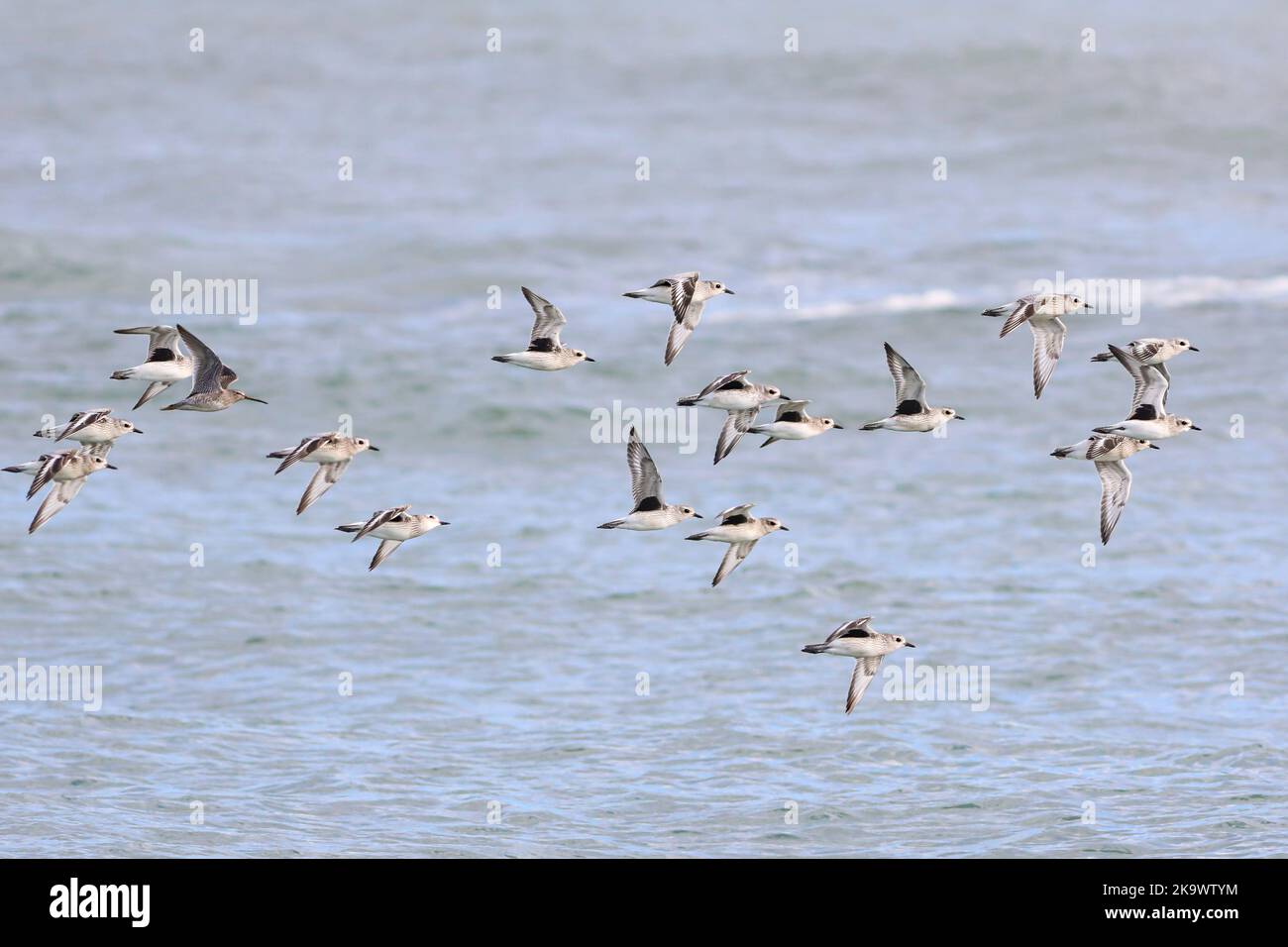 Flock of black-bellied plovers flying in formation - Pluvialis ...